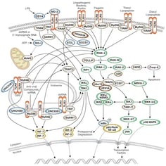 What are toll-like receptors and how do they invoke tumor tolerance?
